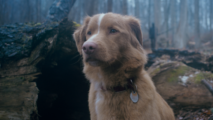 "Good Boy", la gran novedad del terror - mundoplus.tv